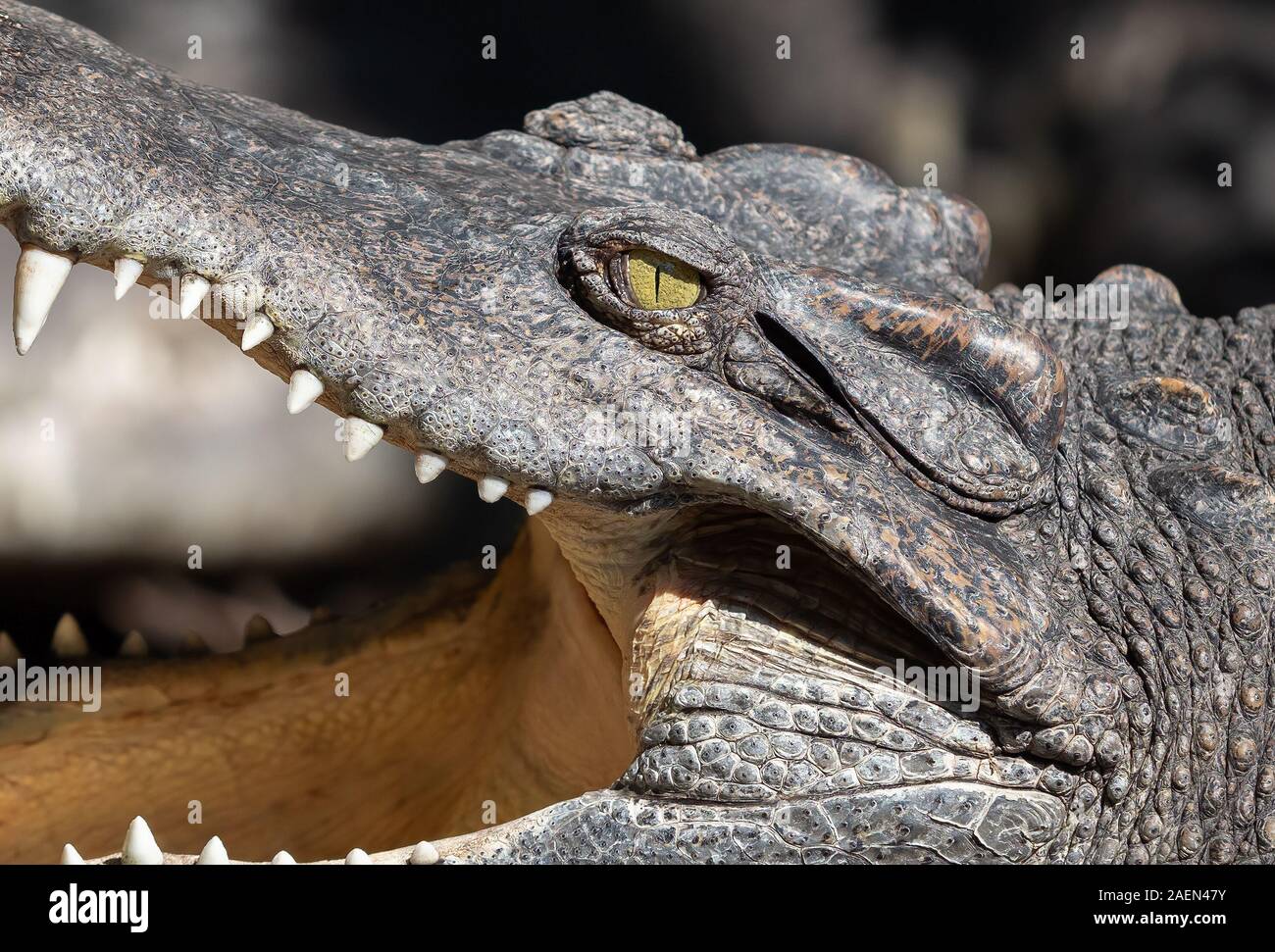 Closeup Head of Crocodile was Sunbathing Isolated on Background Stock ...