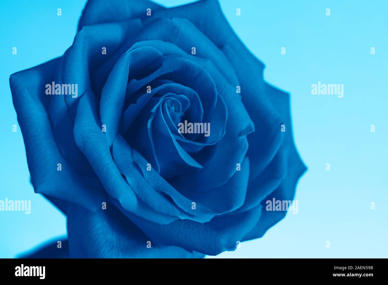 Flower bright beautiful rose in blue colors. Close up. The main color ...