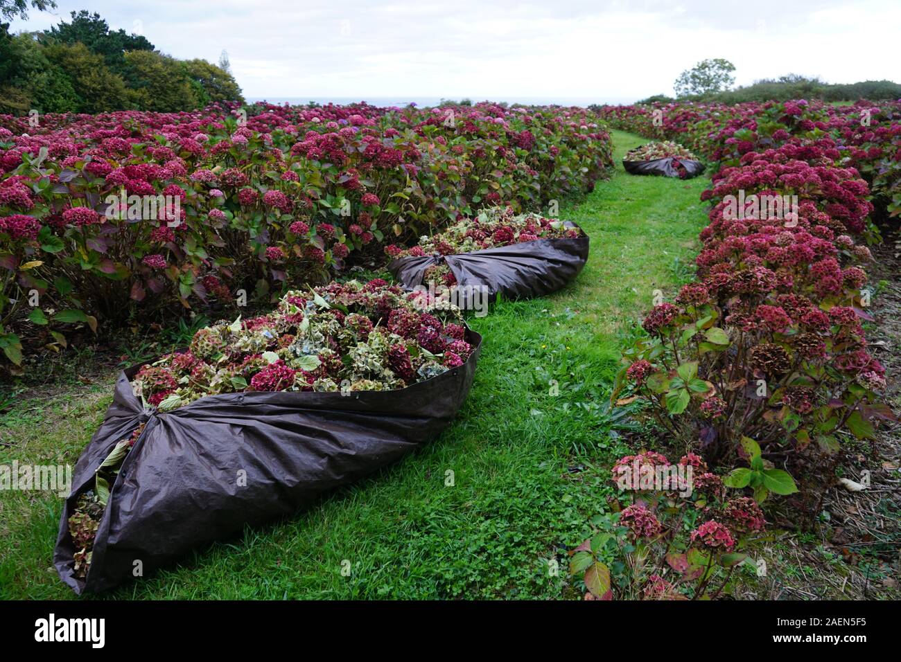 Hydrangea field hi-res stock photography and images - Alamy