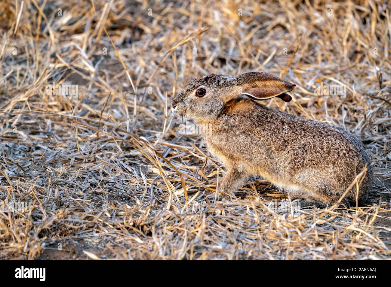 Scrub hare botswana hi-res stock photography and images - Alamy
