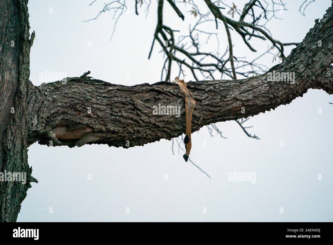 Impala Eating Tree High Resolution Stock Photography and Images - Alamy