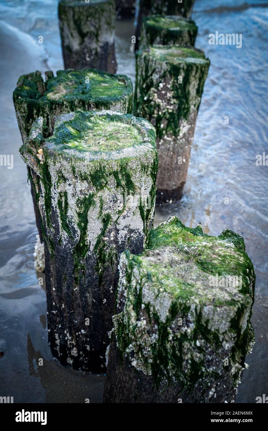 Barnacles are sea creatures that attaches themself to a jetty, rock ...