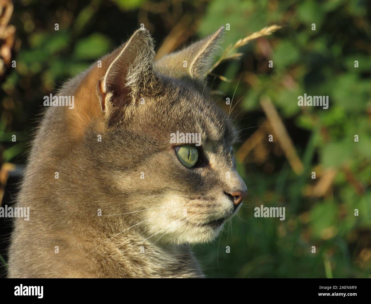 side view of beautiful tabby cat from the side with garden background ...