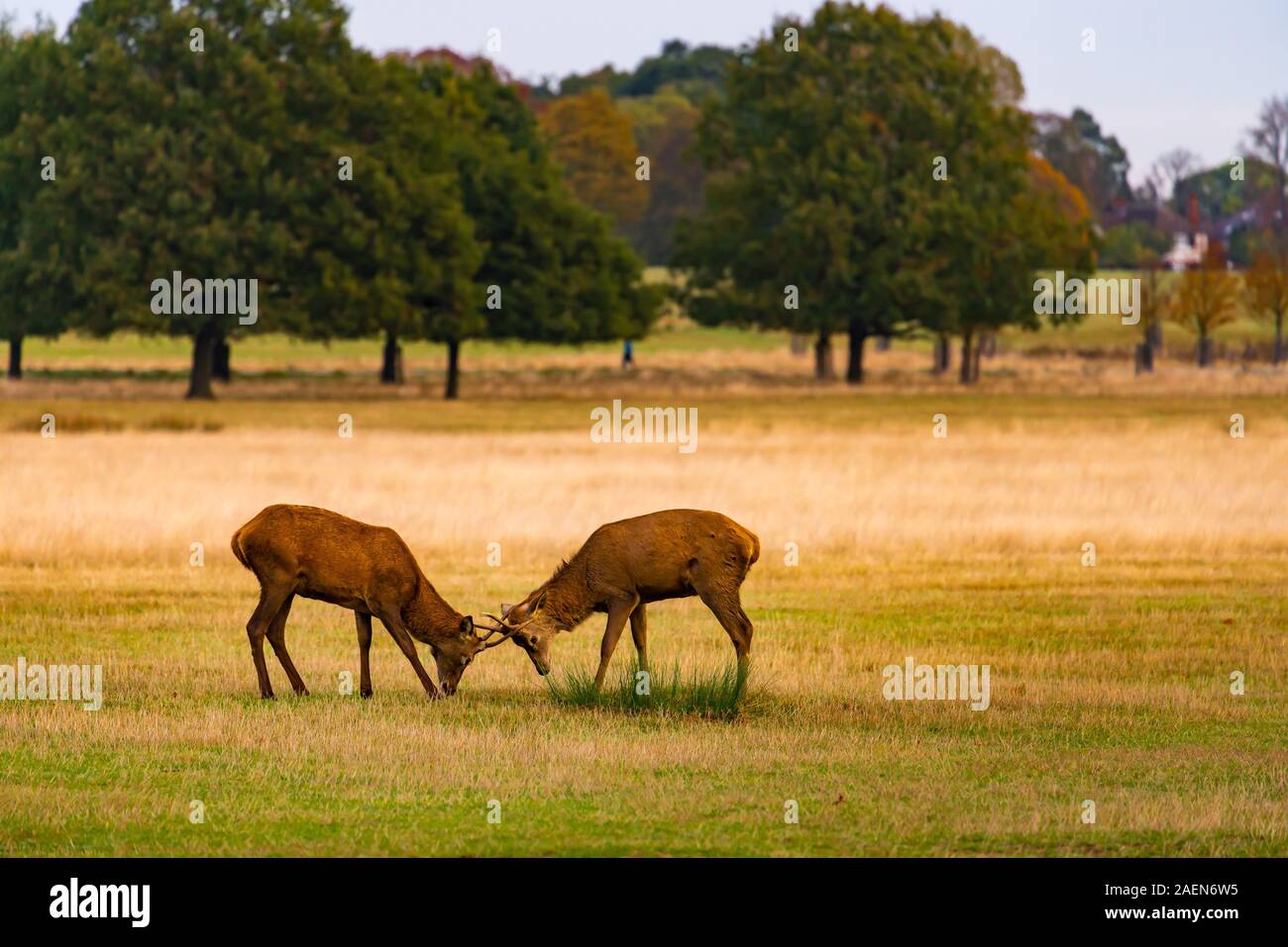 Two young stags rutting hi-res stock photography and images - Alamy