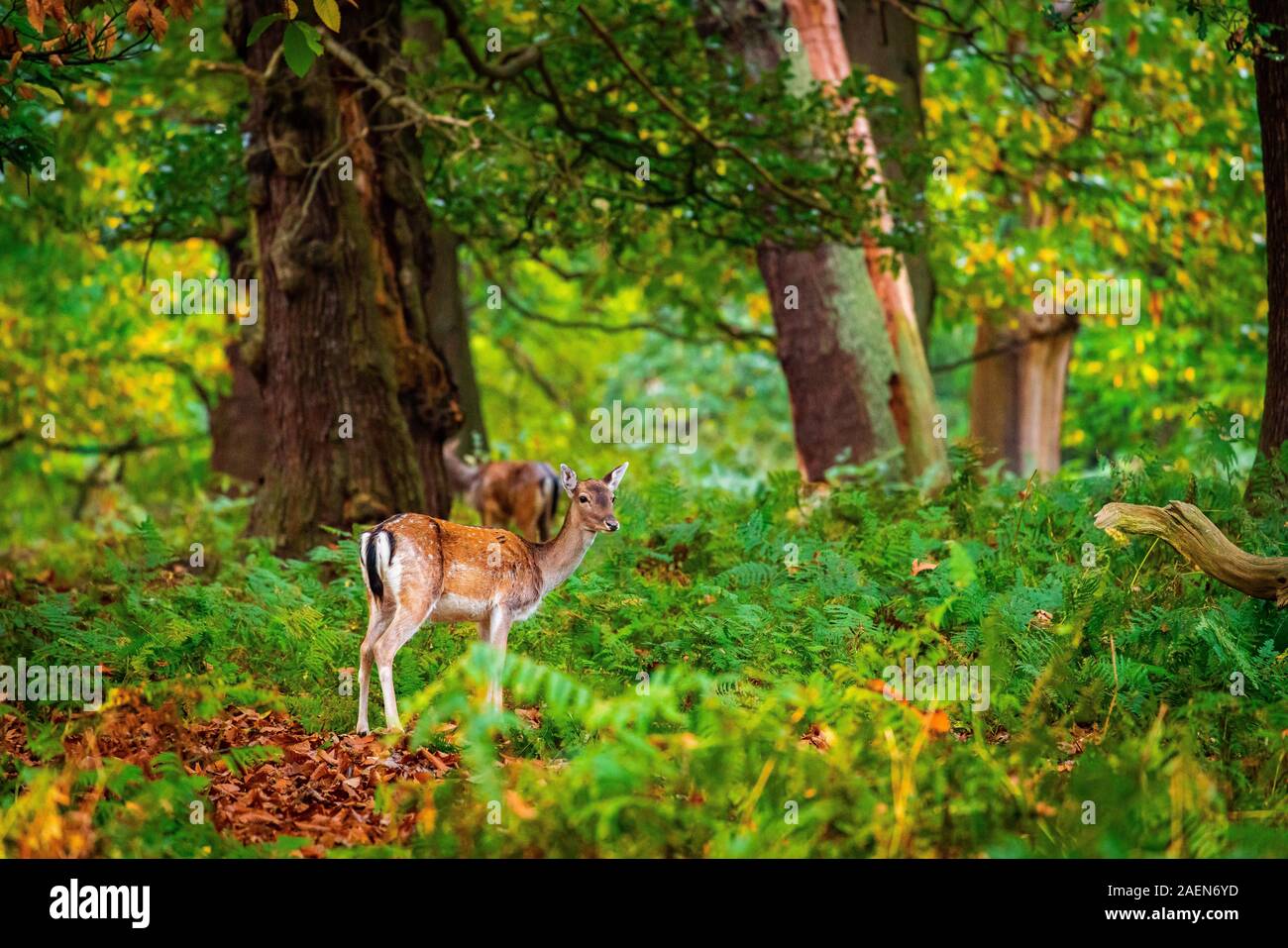 Doe in forest hi-res stock photography and images - Alamy