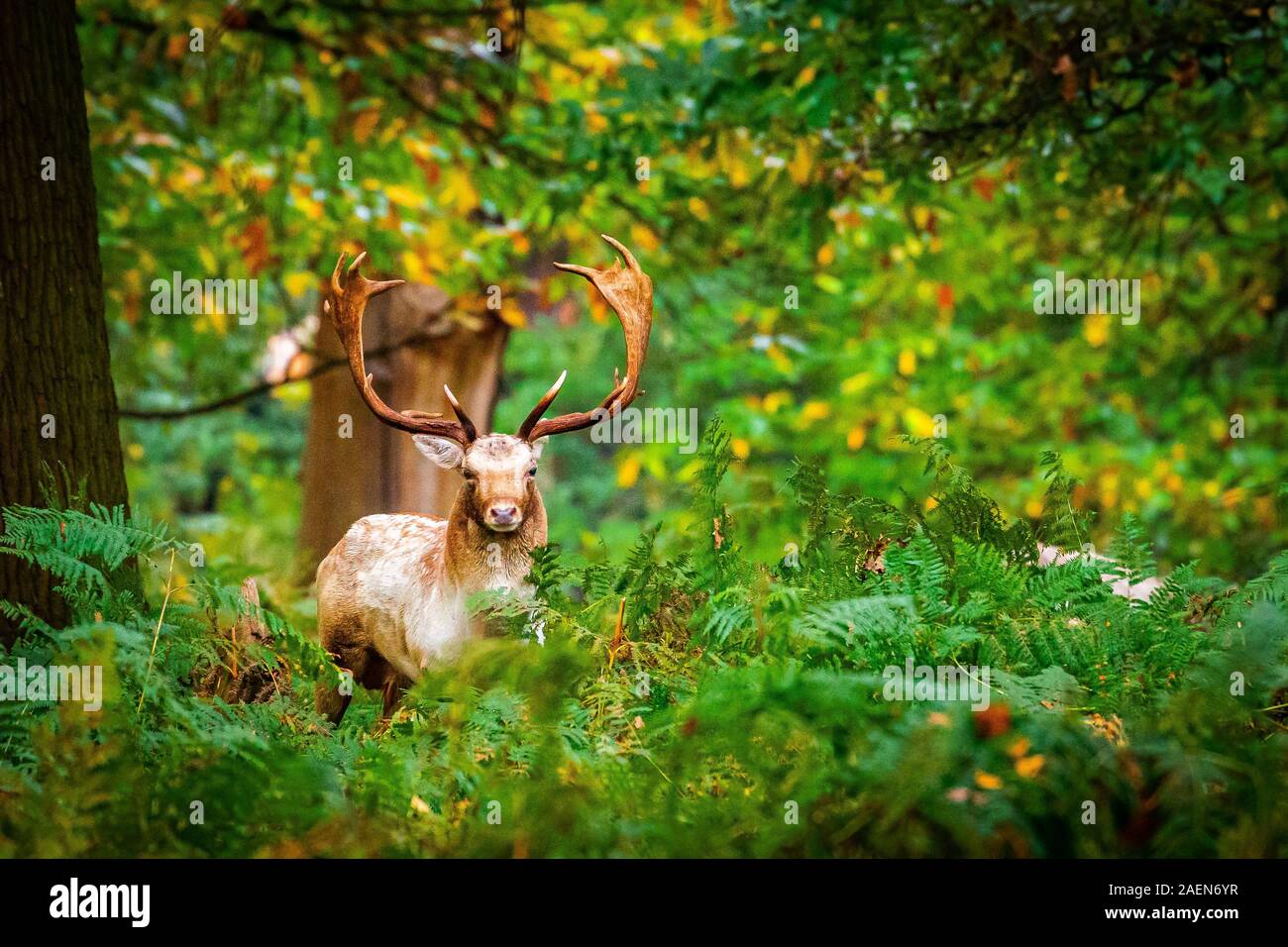 Thick green forest hi-res stock photography and images - Alamy