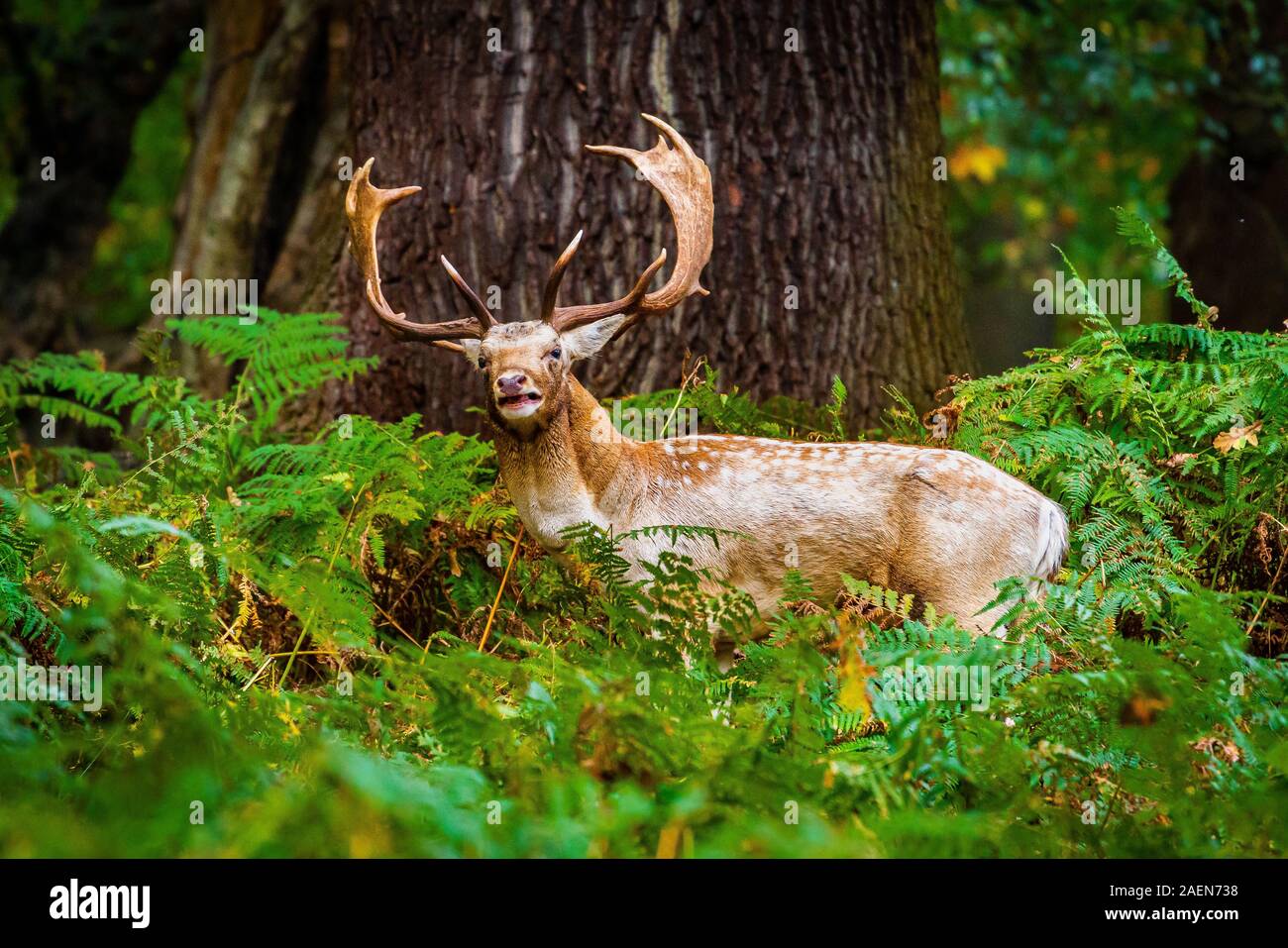 Thick green forest hi-res stock photography and images - Alamy