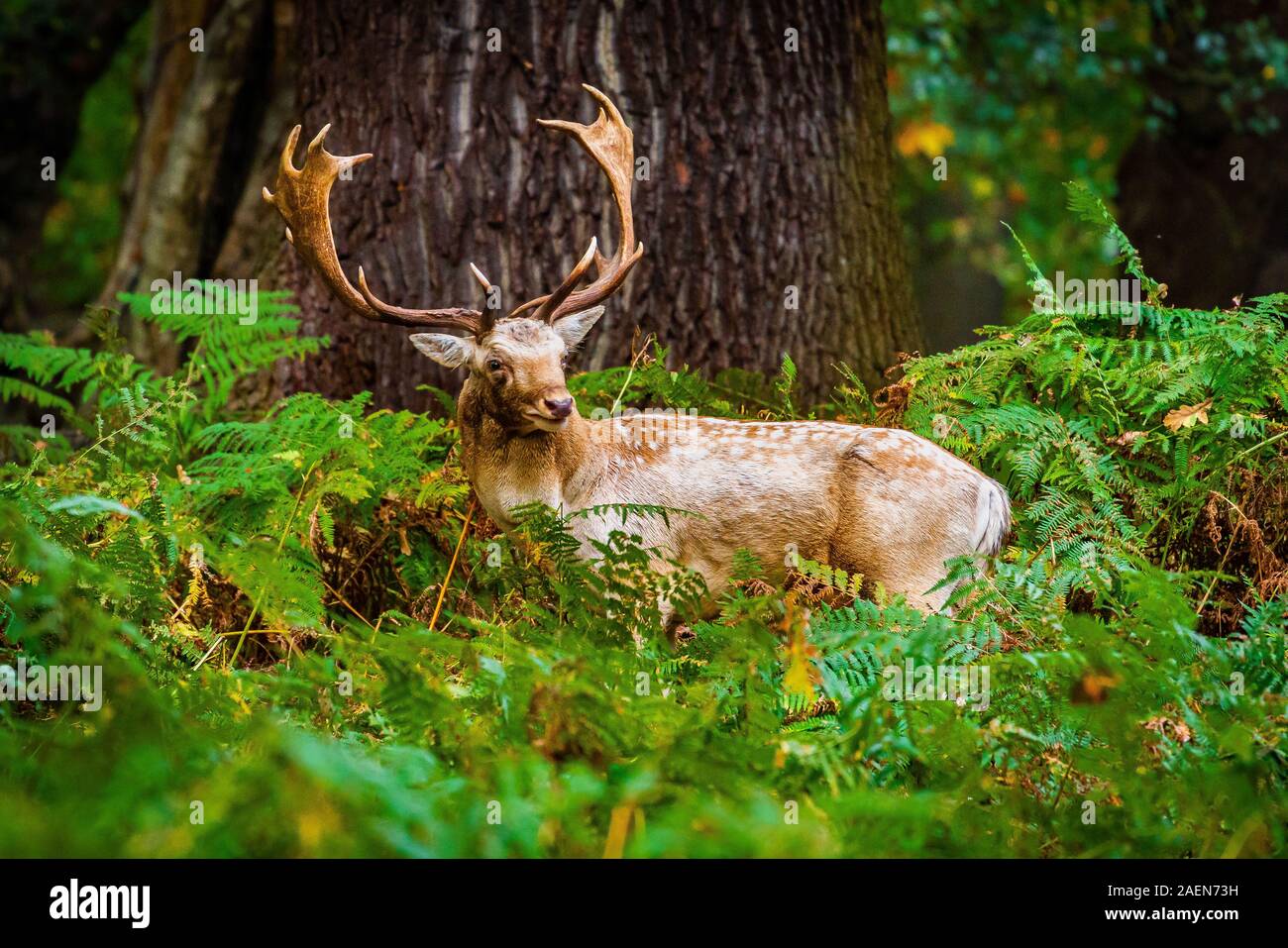 Thick green forest hi-res stock photography and images - Alamy