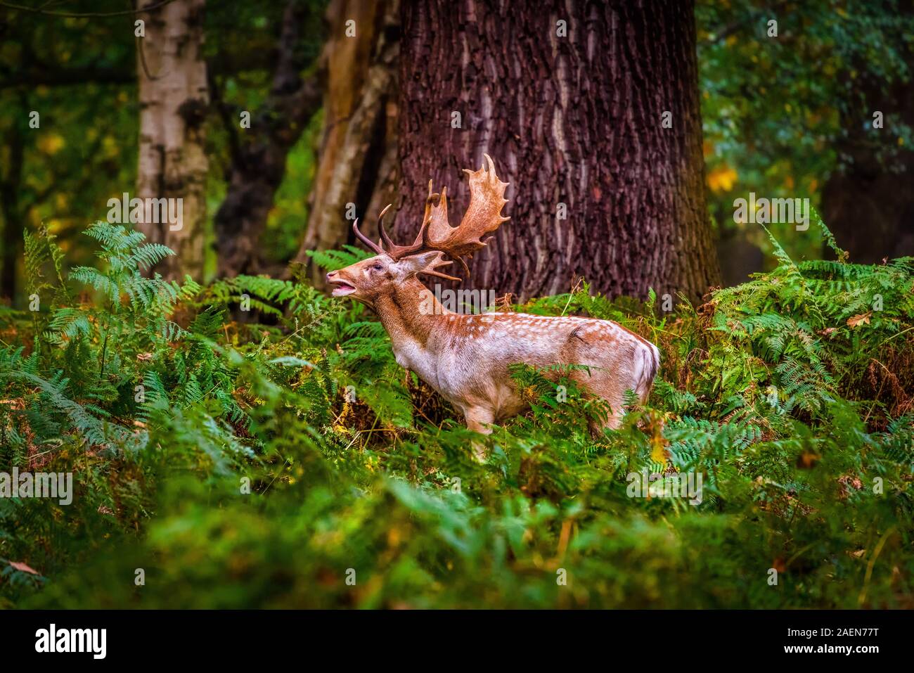 Thick green forest hi-res stock photography and images - Alamy