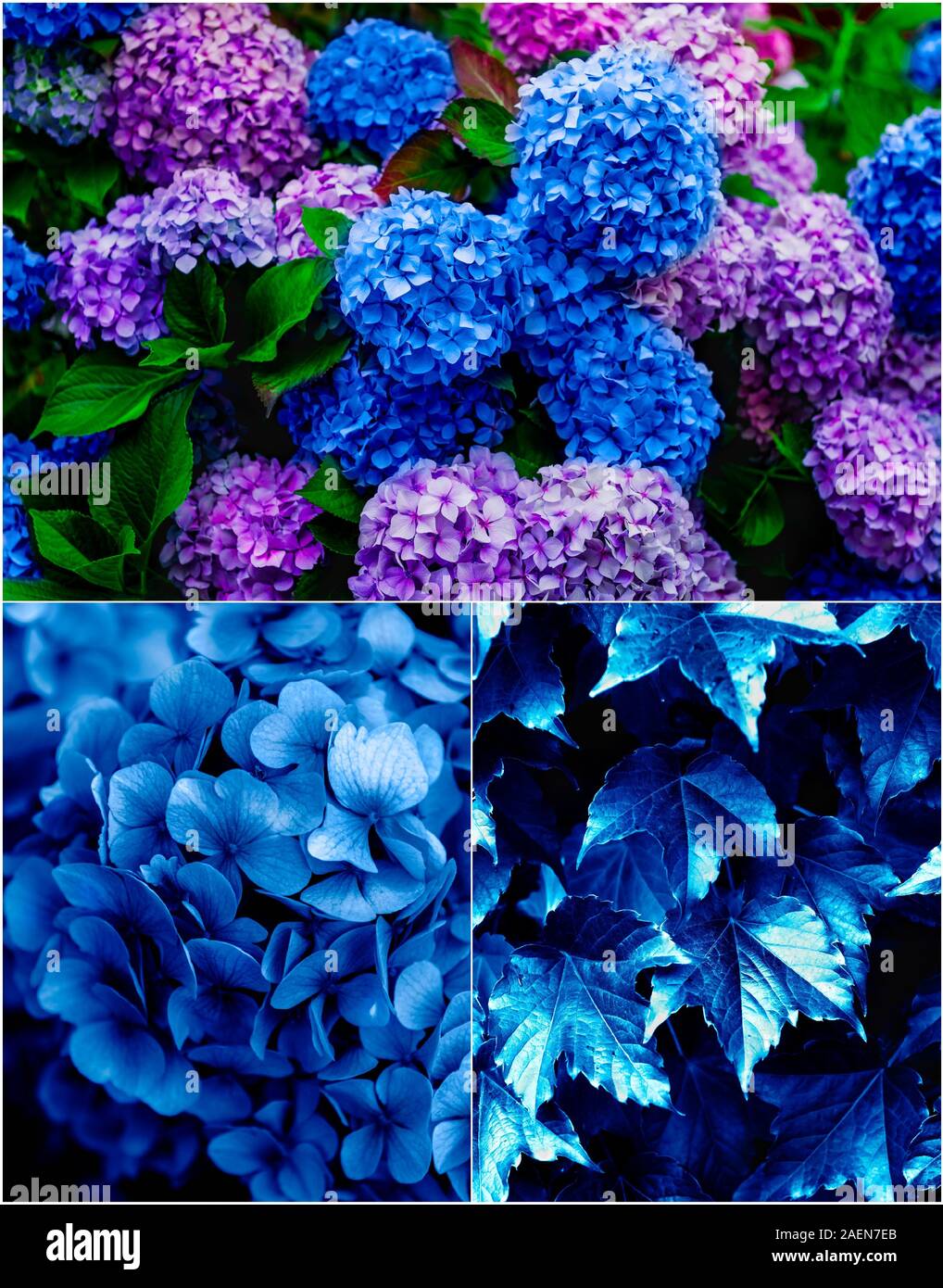Flower photo collage made in blue tones with the influence of the theme ...