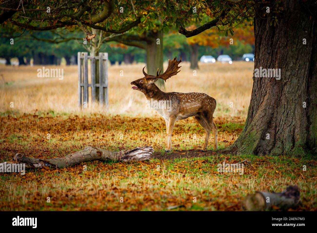Under a buck hi-res stock photography and images - Alamy