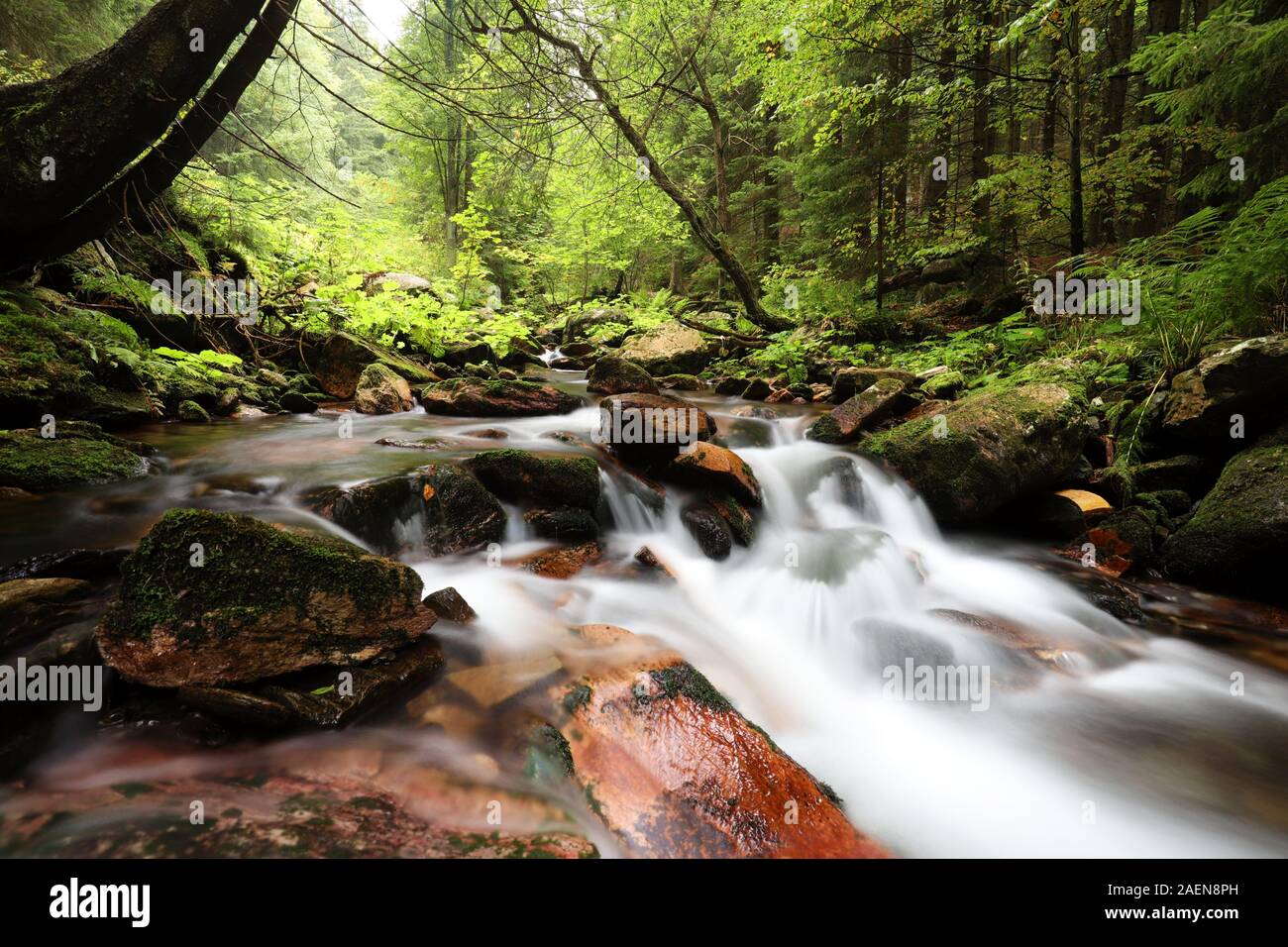 Forest stream flowing down from the mountain Stock Photo - Alamy
