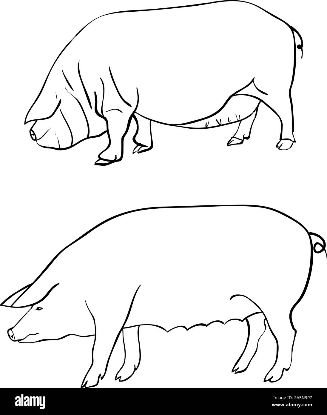 Pen drawing depicting a pig Stock Vector Image & Art - Alamy