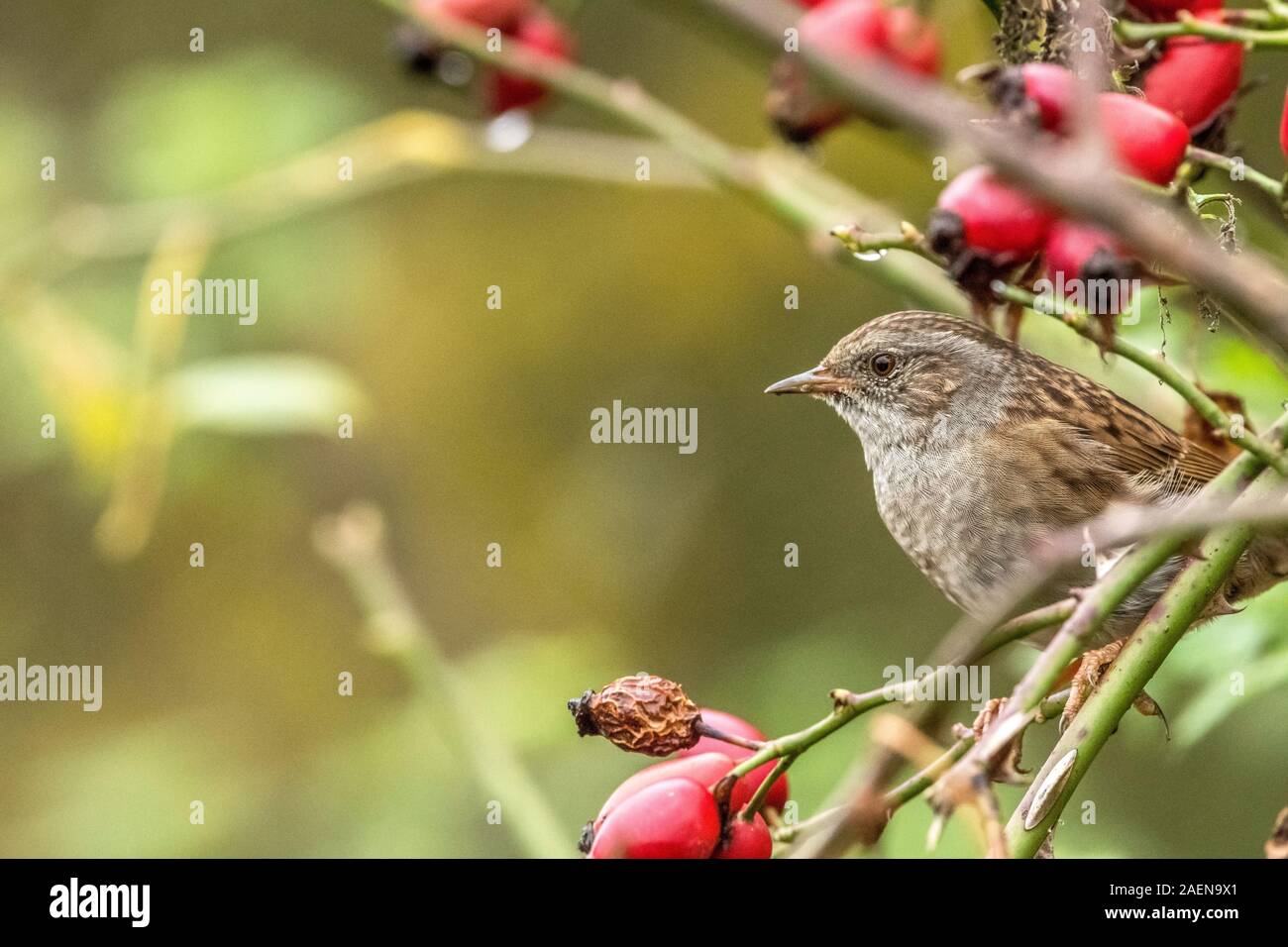 Brown Robin stand on the bare branch Stock Photo - Alamy
