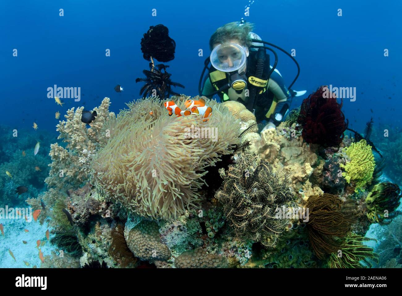 Scuba diver watches Western clown anemonefishes (Amphiprion ocellaris ...