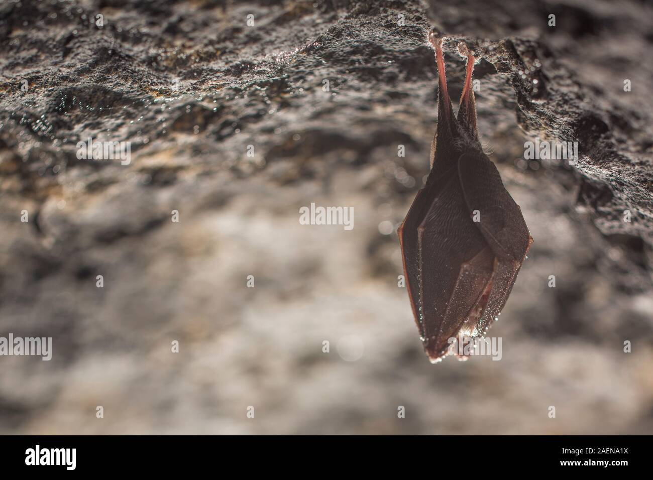 Close up small sleeping horseshoe bat covered by wings, hanging upside ...