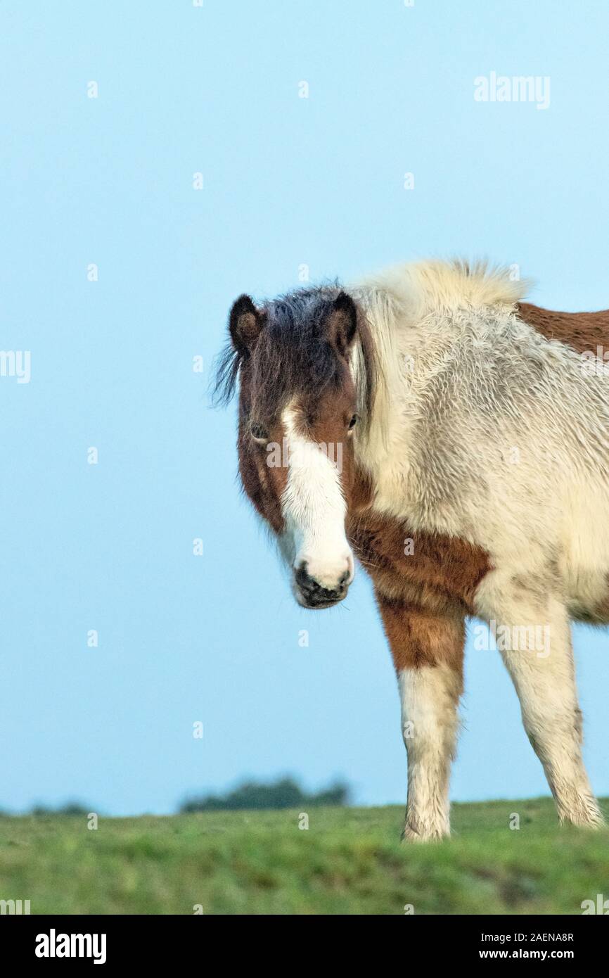 New conformation hi-res stock photography and images - Alamy