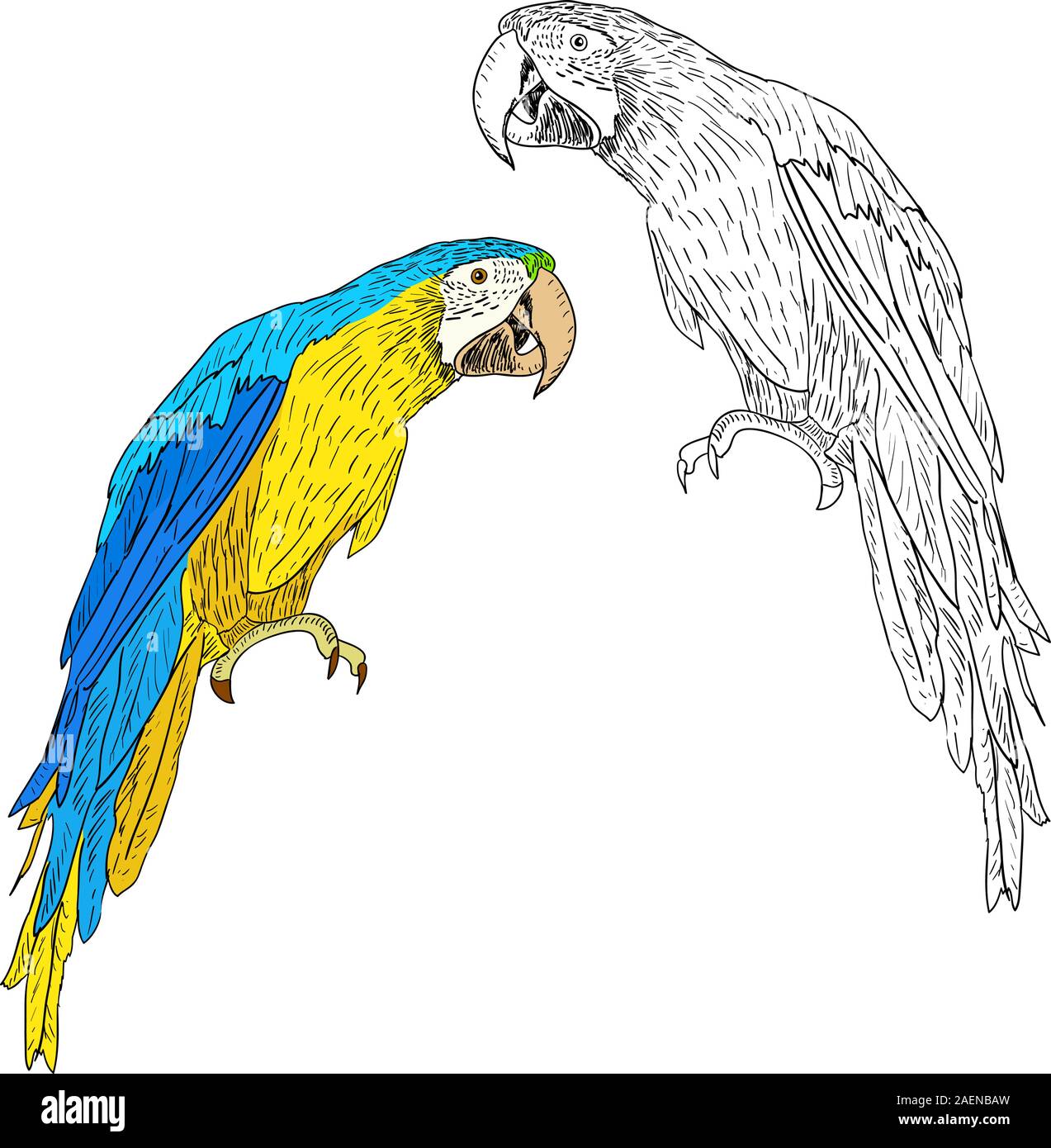 Macaws. Vector illustration Stock Vector Image & Art - Alamy