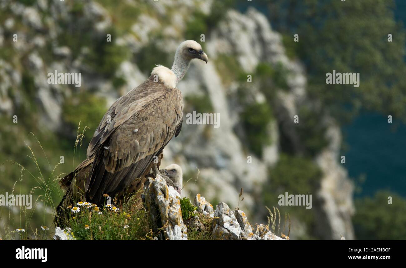 Isolated vulture over the rock looking to the right Stock Photo - Alamy
