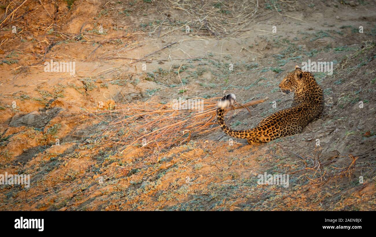 Leopard tail hi-res stock photography and images - Alamy