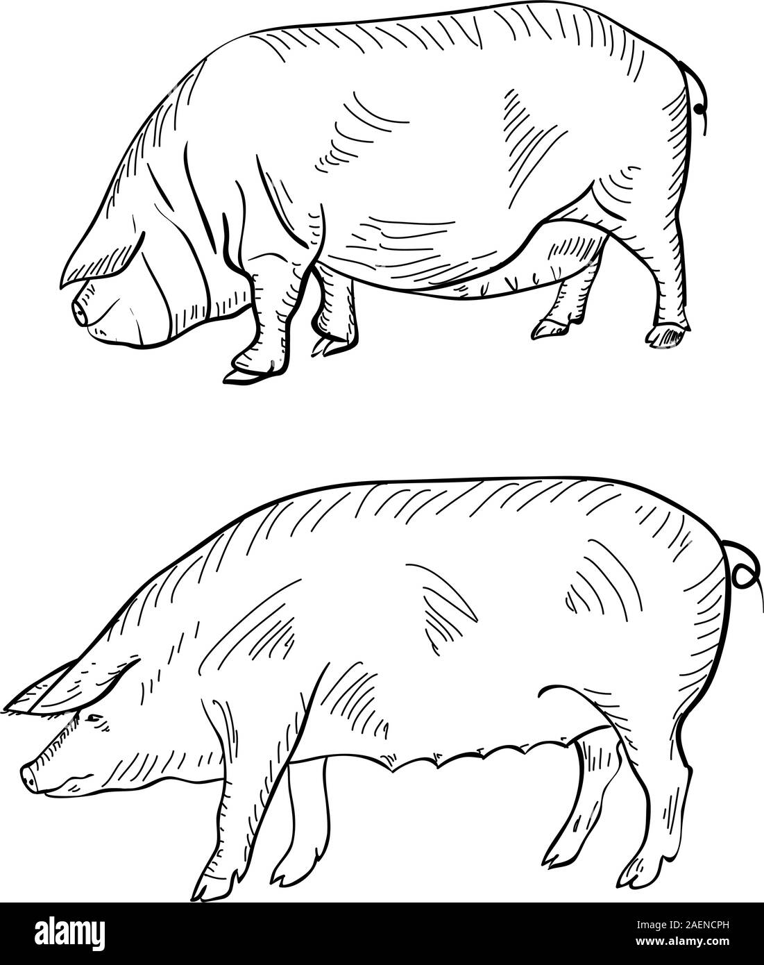 Pen drawing depicting a pig Stock Vector Image & Art - Alamy