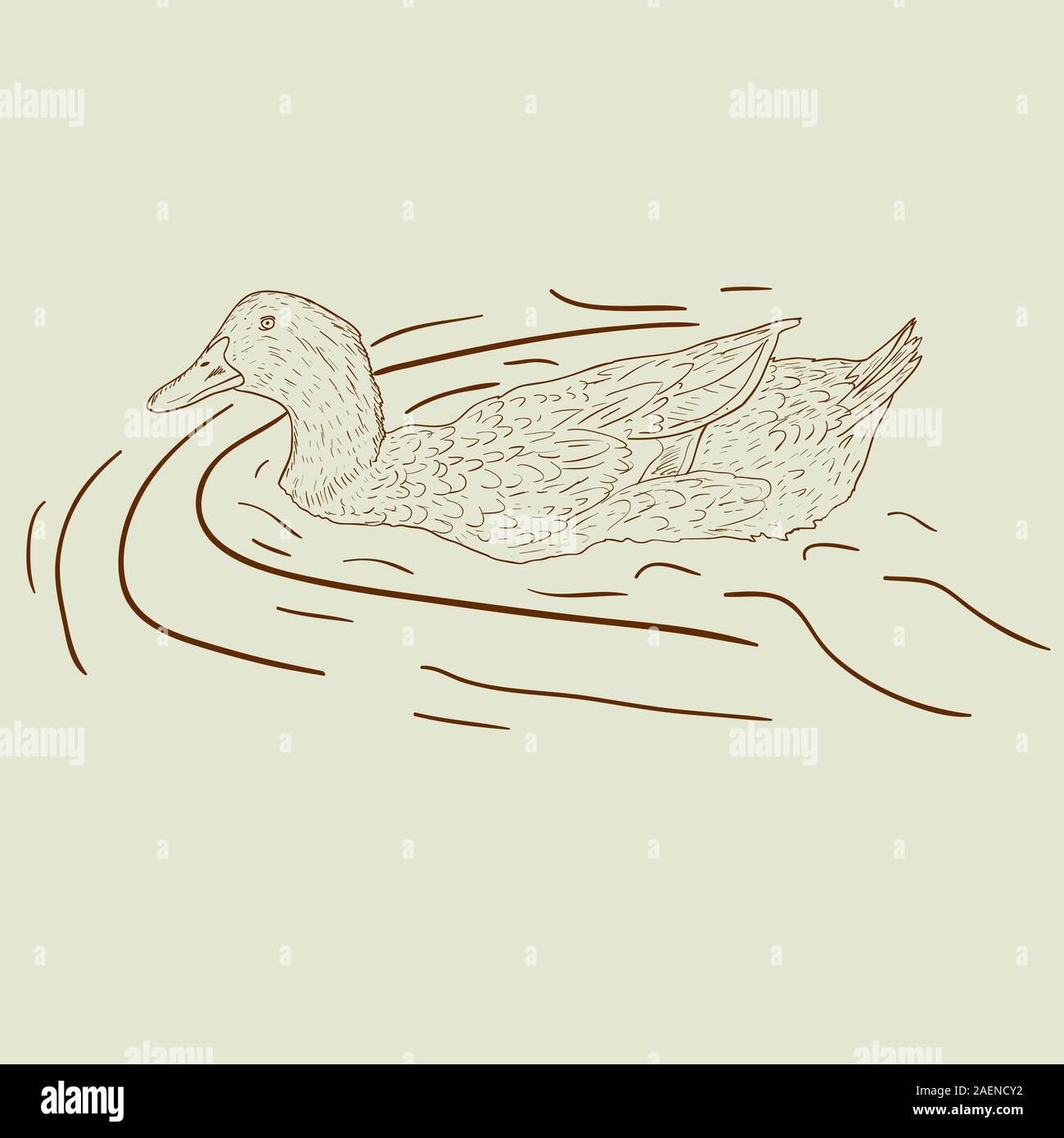 Wild duck. Hand-painted vector illustration Stock Vector Image & Art ...
