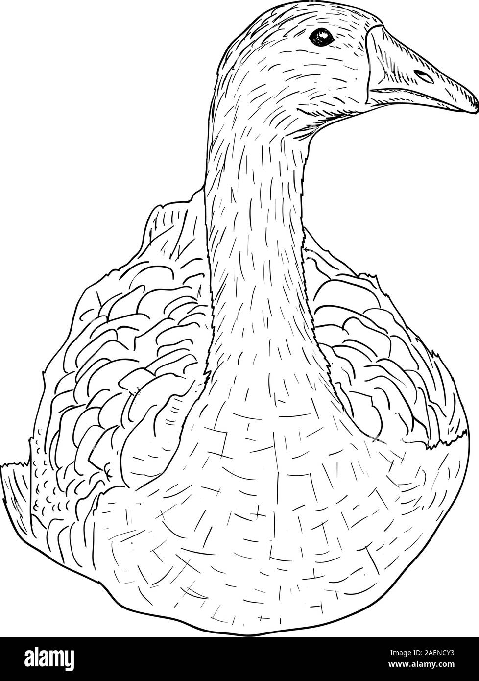 Wild goose. Hand-painted vector illustration Stock Vector Image & Art ...