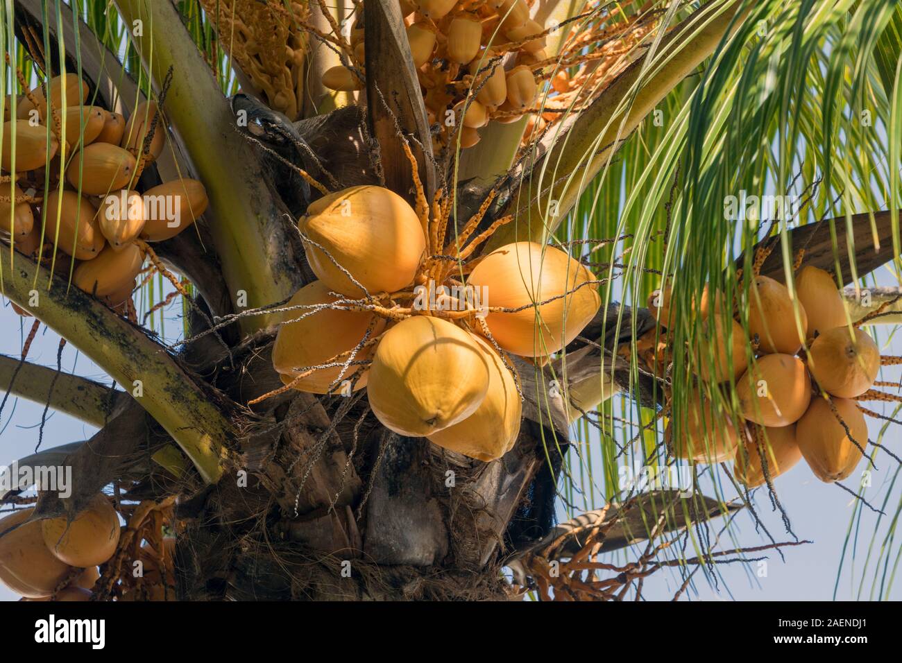 Coconuts on coconut tree. Cocos nucifera. Mauritius, Mascarene Islands ...