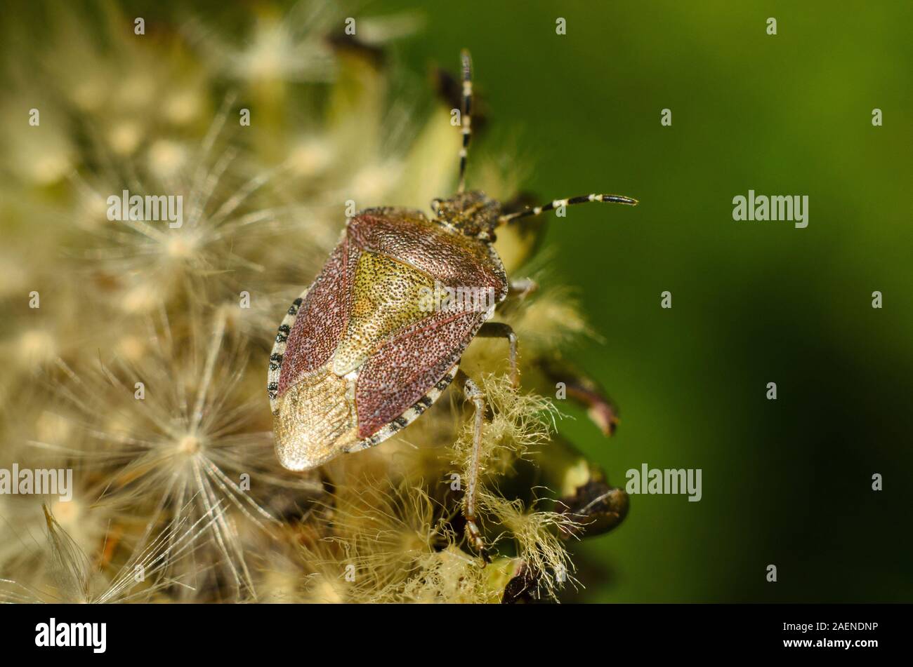Stink beetle hi-res stock photography and images - Alamy