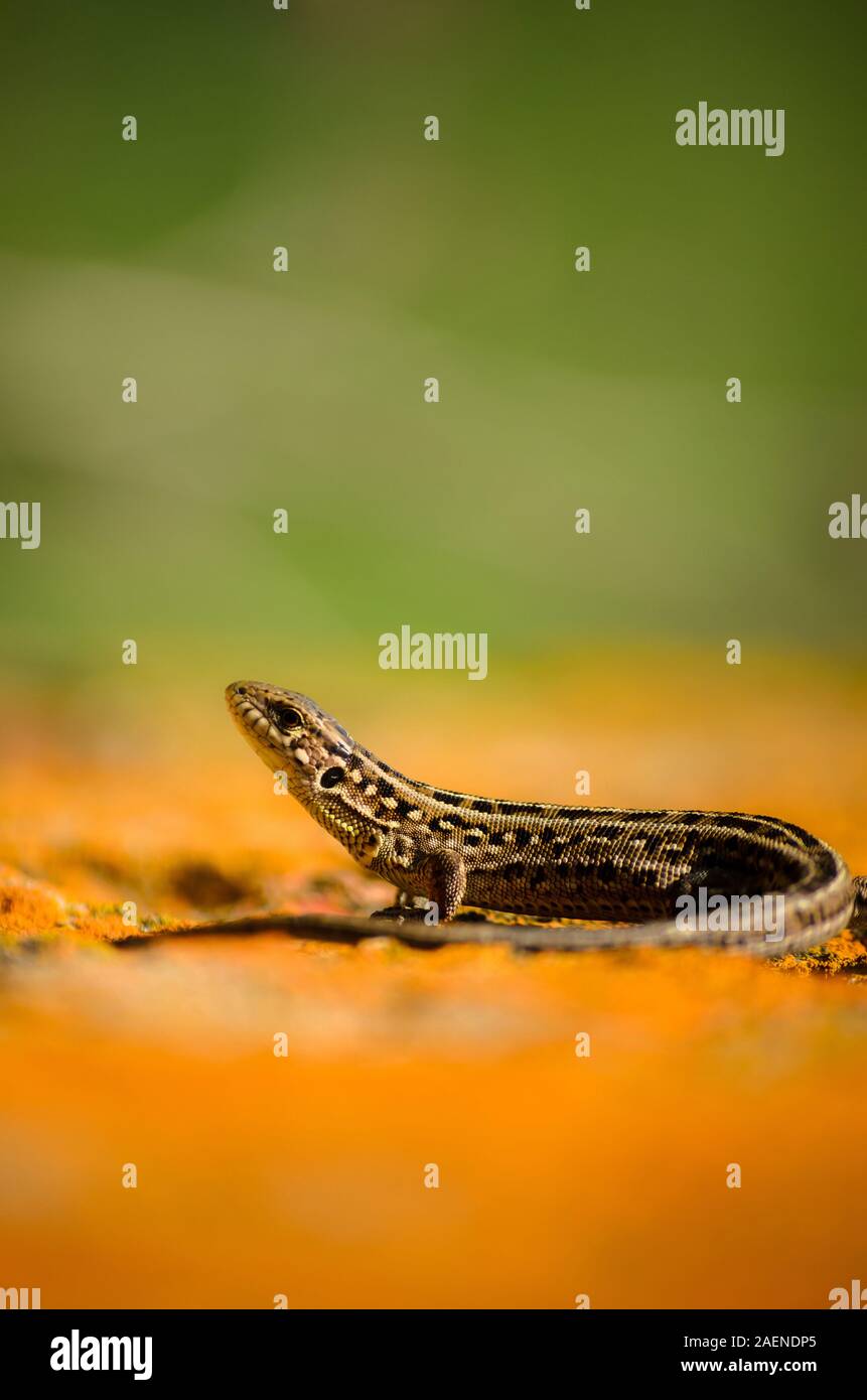 lizard sitting on a rock and basking in the sun Stock Photo - Alamy