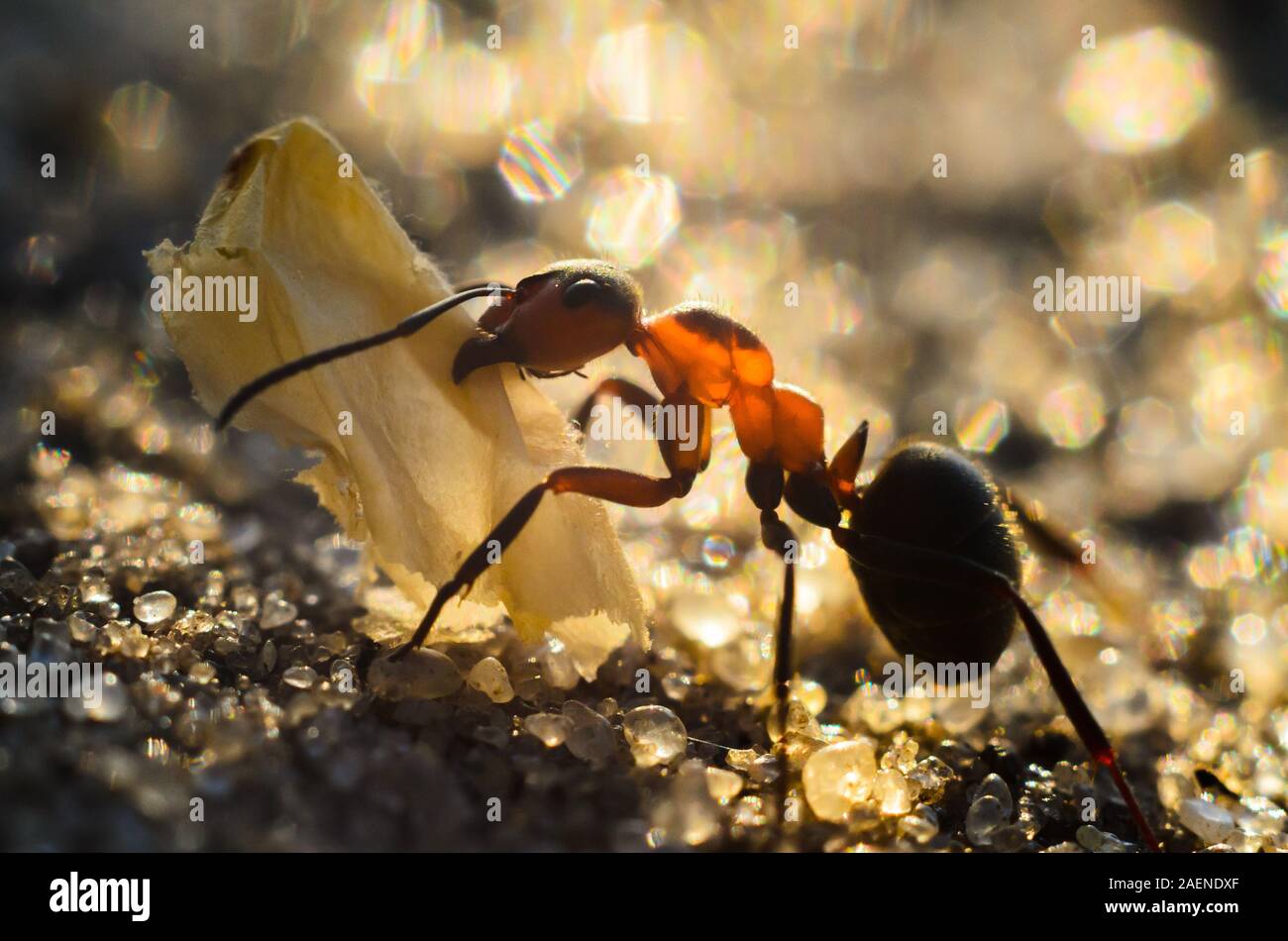 Butterfly carries hi-res stock photography and images - Alamy