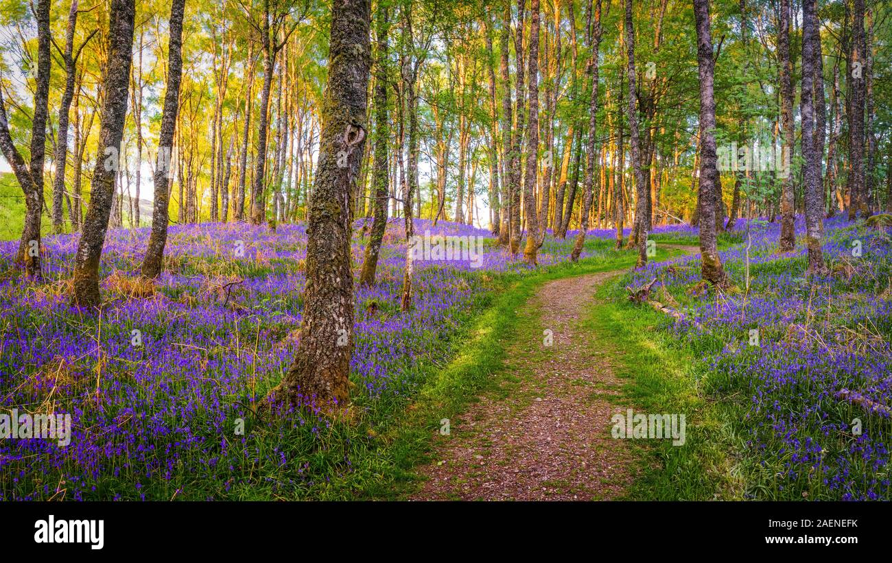 Path through forest covered with bluebells Stock Photo - Alamy