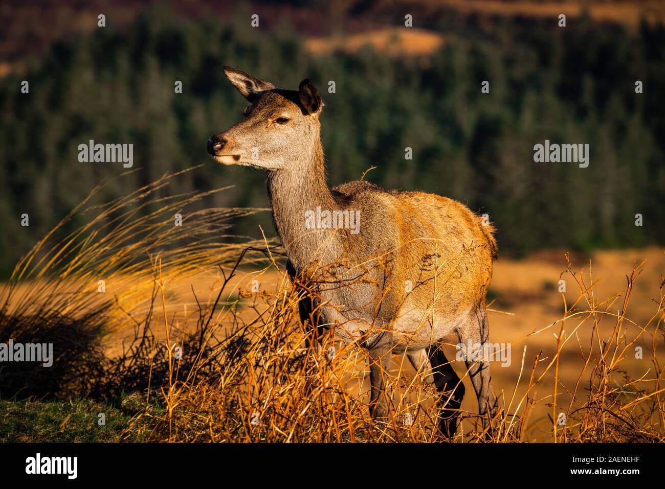 Red deer hind in Scottish Highlands Stock Photo - Alamy