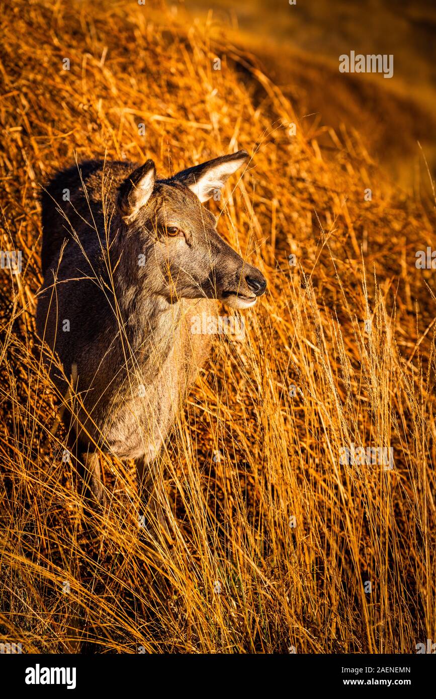 Red deer hind in Scottish Highlands Stock Photo - Alamy