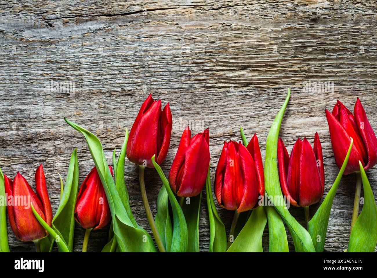 Red tulips, background with spring flowers, mothers day card Stock ...