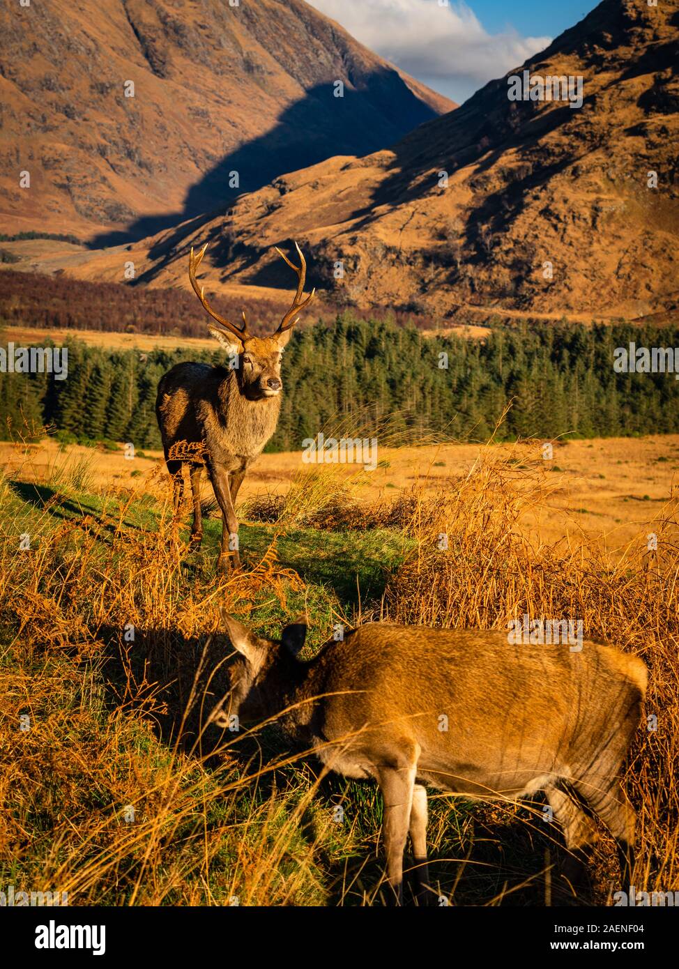 Monarch of the Glen: Red Deer Stag in Glen Etive, Scotland Stock Photo ...