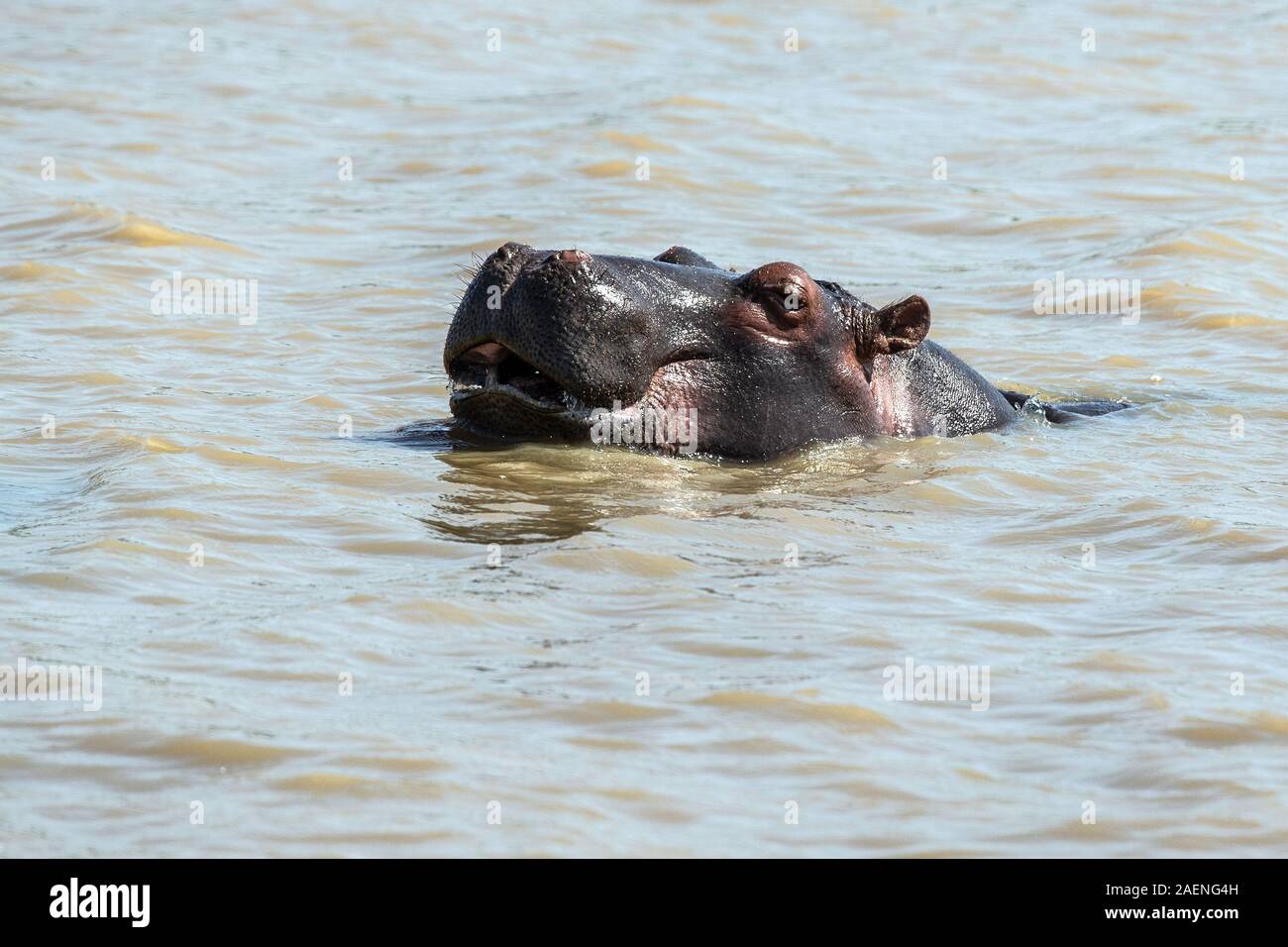 Open a little hi-res stock photography and images - Alamy