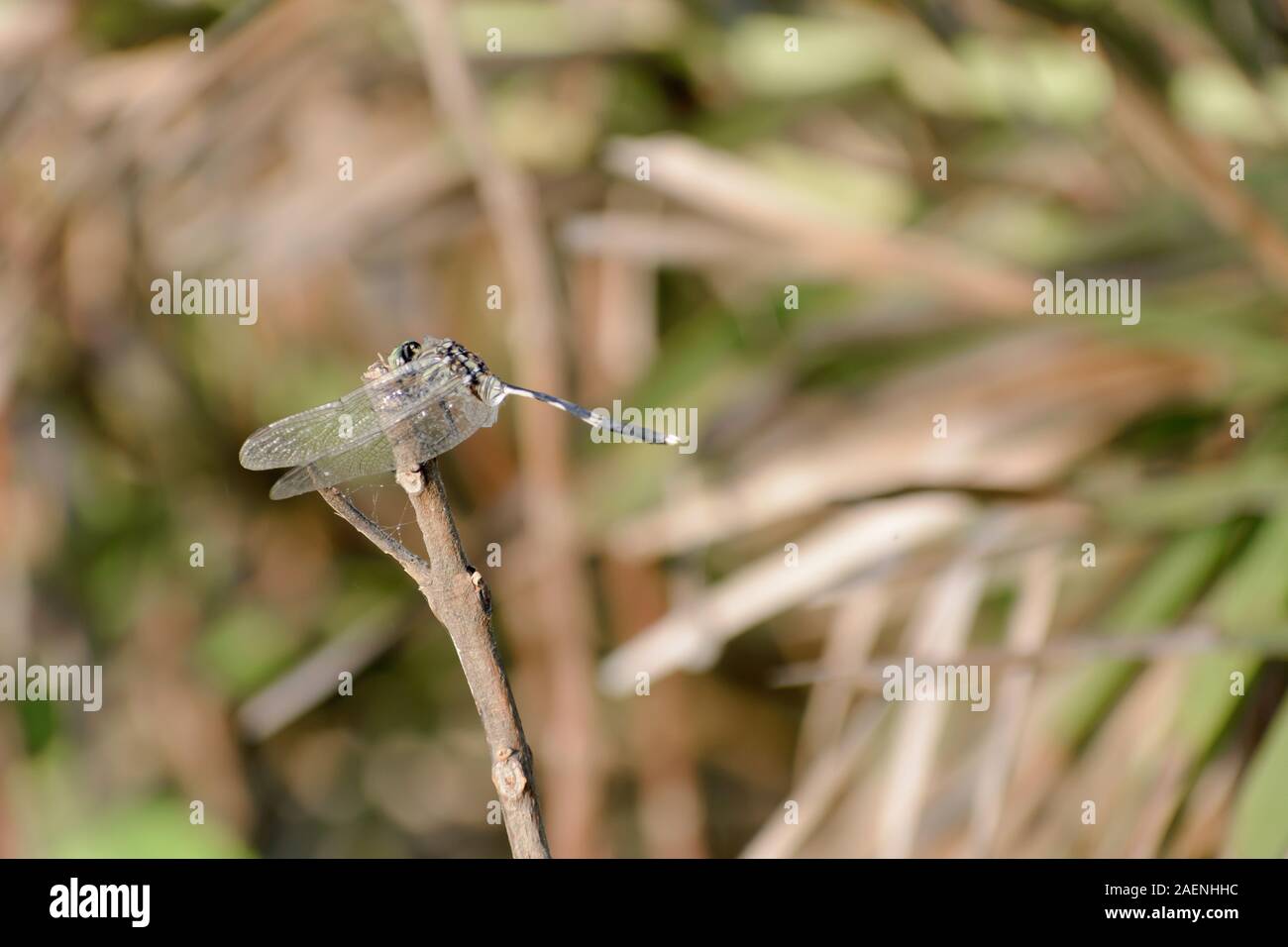 Carnivorous plant grasshopper hi-res stock photography and images - Alamy