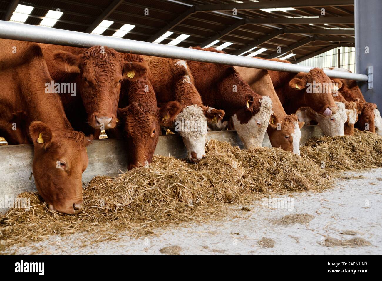 Wintering cattle hi-res stock photography and images - Alamy