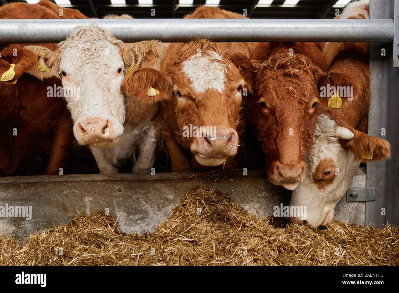 Cattle feeding on silage hi-res stock photography and images - Alamy