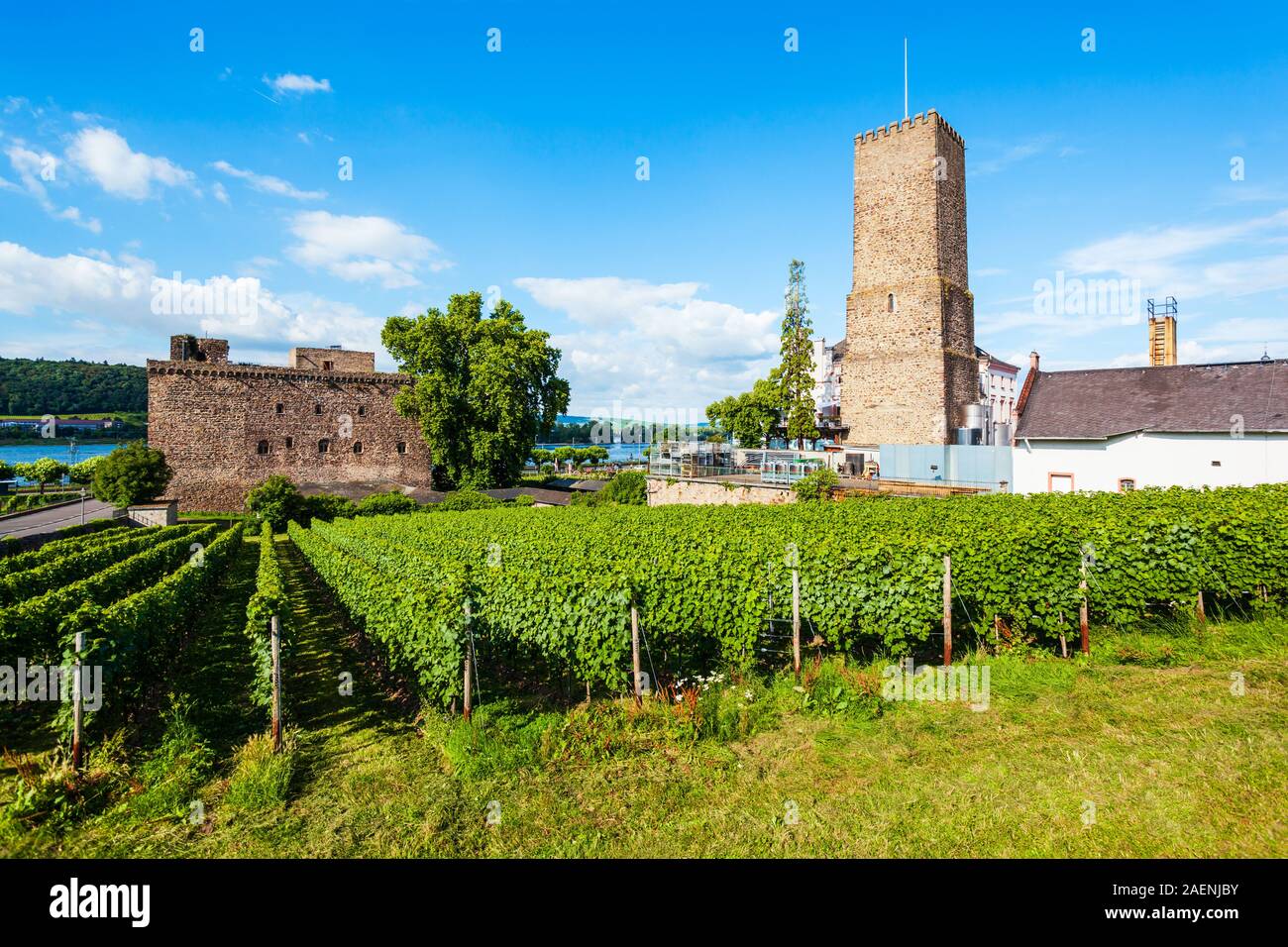 Rheingau Wine Museum, winery and vineyards in Rudesheim am Rhein town ...