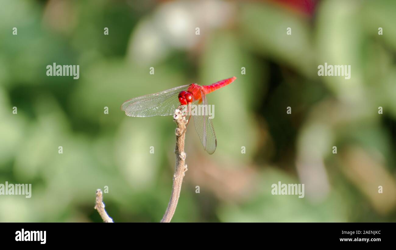 Common Dragonfly Damselfly insect (Odonata infraorder Anisoptera ...