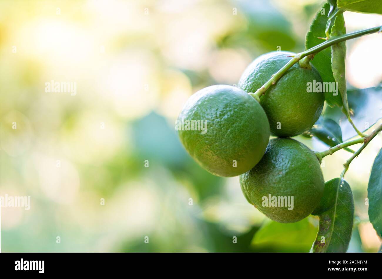 Lime Tree High Resolution Stock Photography and Images - Alamy