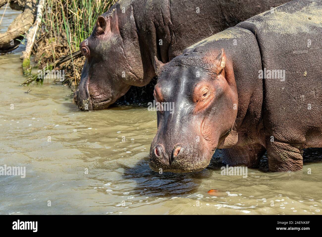 Knee deep hippo showing its whole head Stock Photo - Alamy