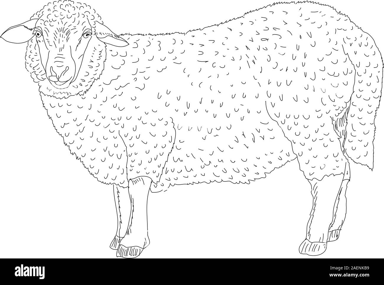 Sheep face drawing Black and White Stock Photos & Images - Alamy