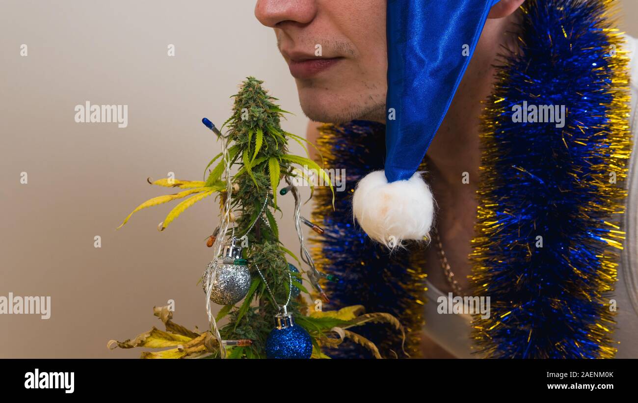 Marijuana tree hi-res stock photography and images - Alamy