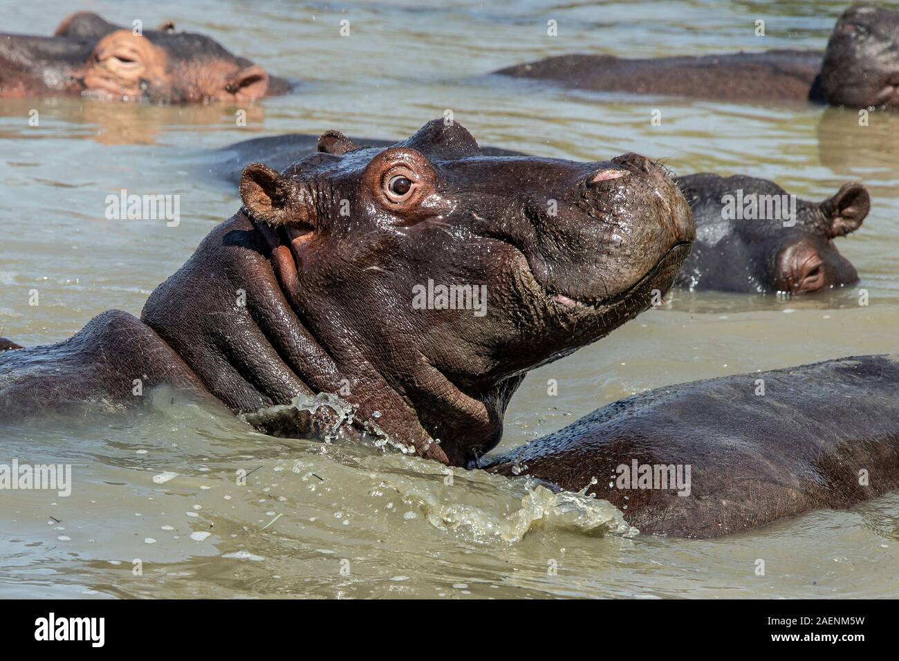 Rising above the others hi-res stock photography and images - Alamy