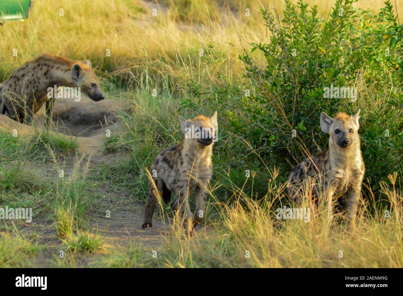 Hyena Cubs with their mother Stock Photo - Alamy