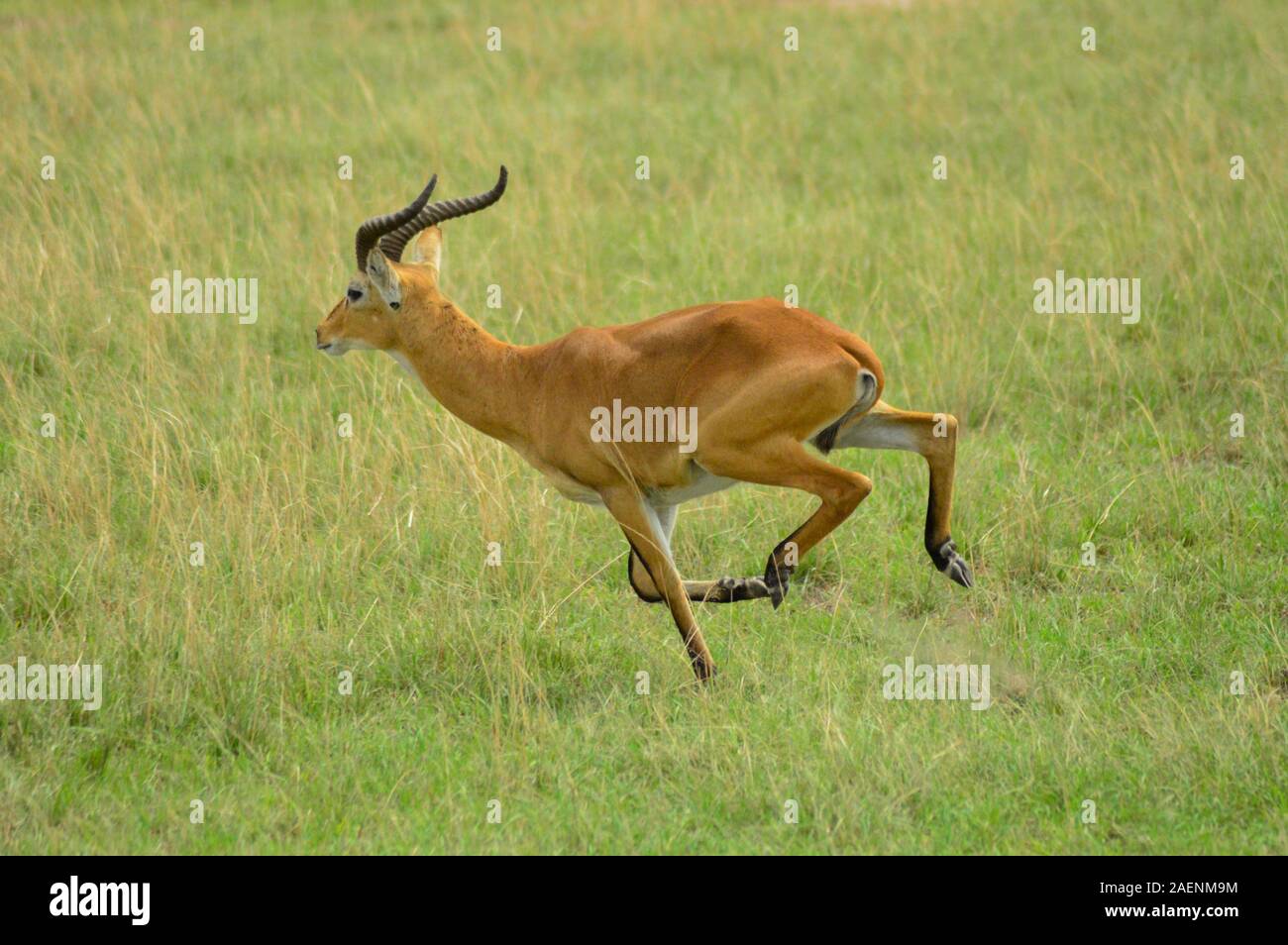 Uganda Kob Running Stock Photo - Alamy