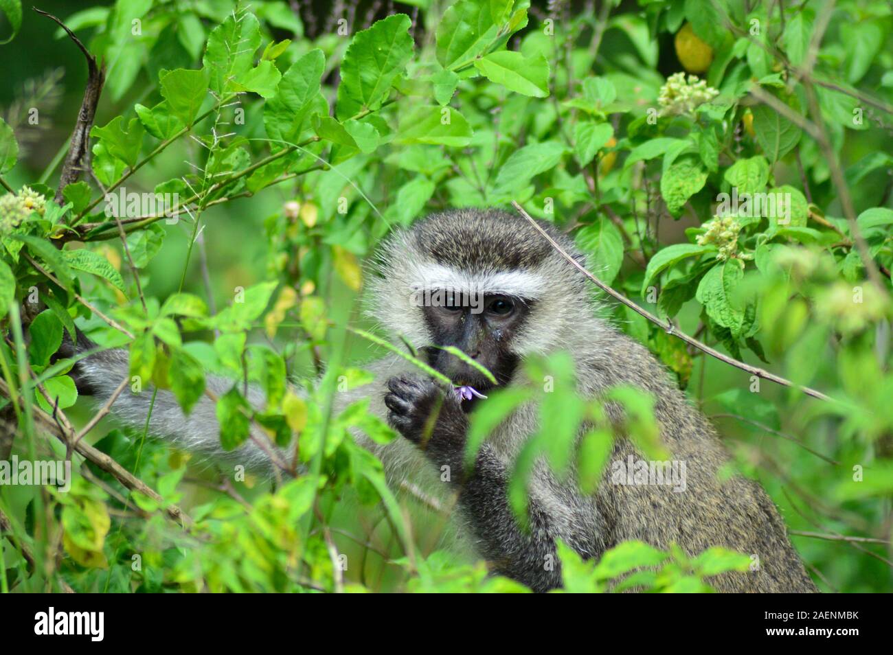 Monkey holding flower hi-res stock photography and images - Alamy